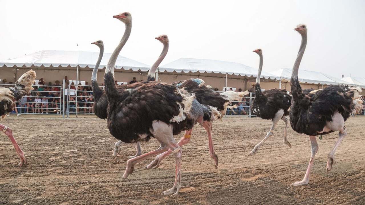 International Camel & Ostrich Races | Liquid Blue Events